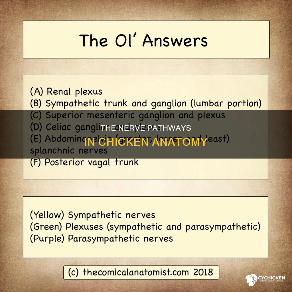 The Nerve Pathways In Chicken Anatomy | CyChicken