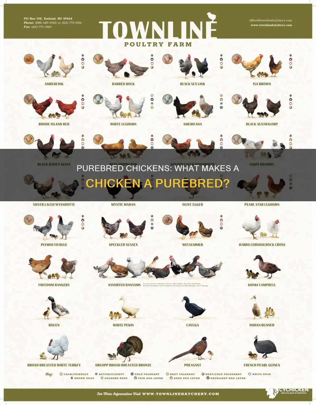 Purebred Chickens: What Makes A Chicken A Purebred? | CyChicken