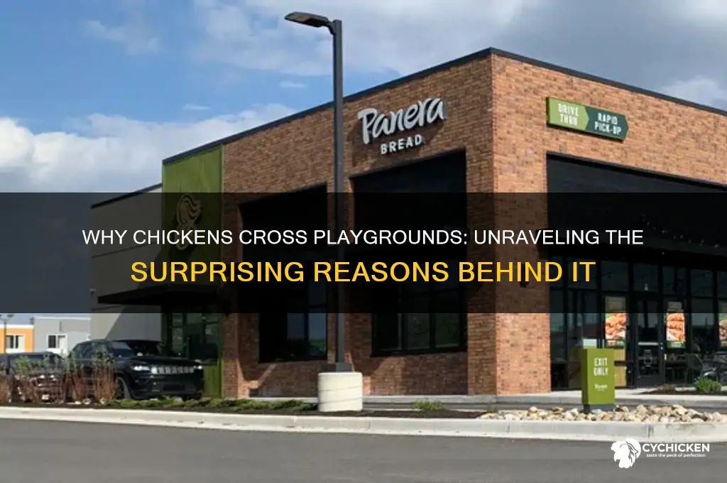 Why Chickens Cross Playgrounds: Unraveling The Surprising Reasons ...