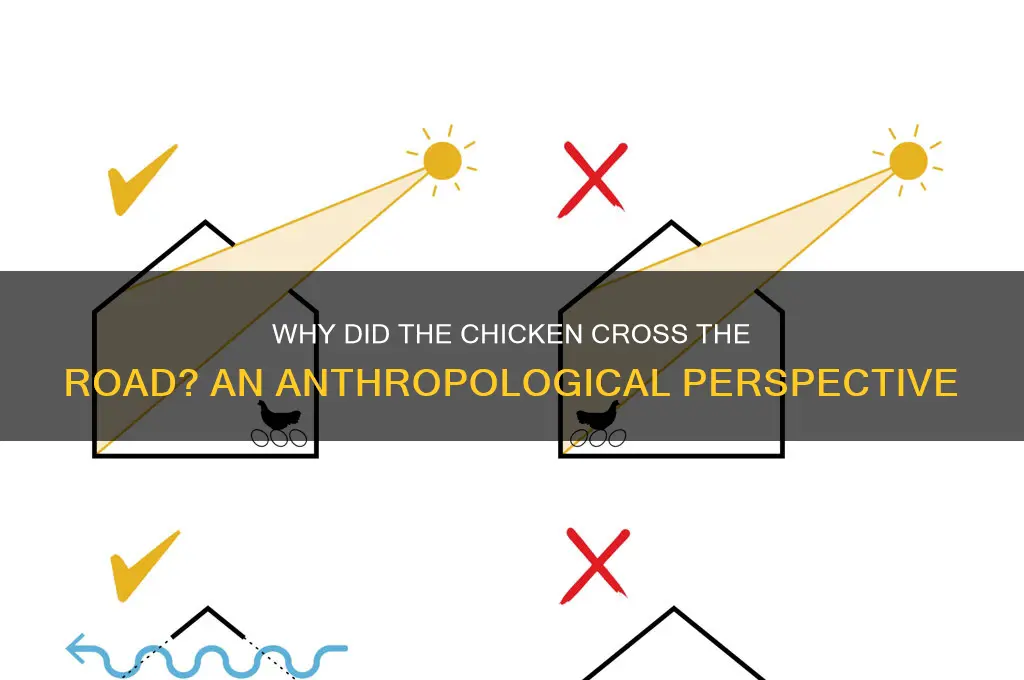 Why Did The Chicken Cross The Road? An Anthropological Perspective ...