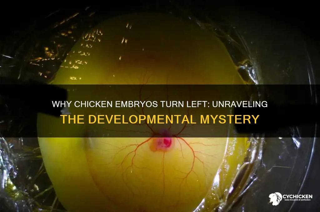 Why Chicken Embryos Turn Left: Unraveling The Developmental Mystery ...