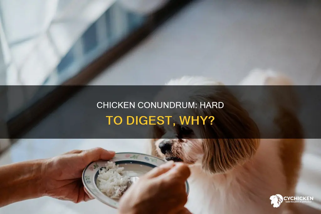 Chicken Conundrum: Hard To Digest, Why? | CyChicken