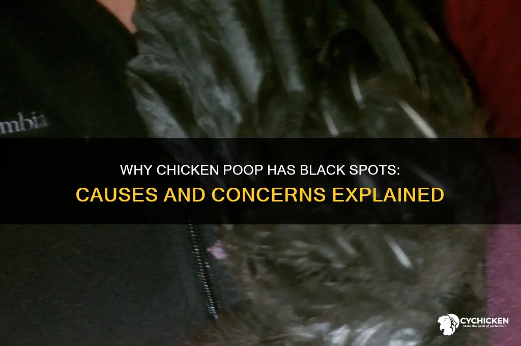 Why Chicken Poop Has Black Spots: Causes And Concerns Explained | CyChicken