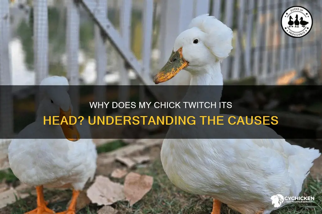Why Does My Chick Twitch Its Head? Understanding The Causes | CyChicken