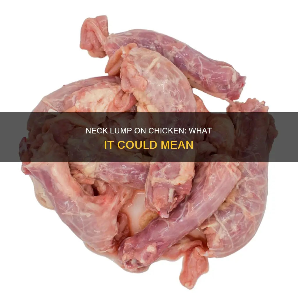 Neck Lump On Chicken: What It Could Mean | CyChicken