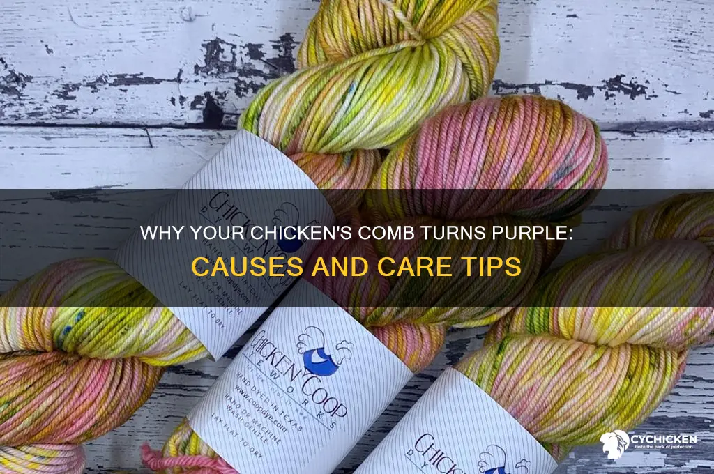 Why Your Chicken's Comb Turns Purple: Causes And Care Tips | CyChicken