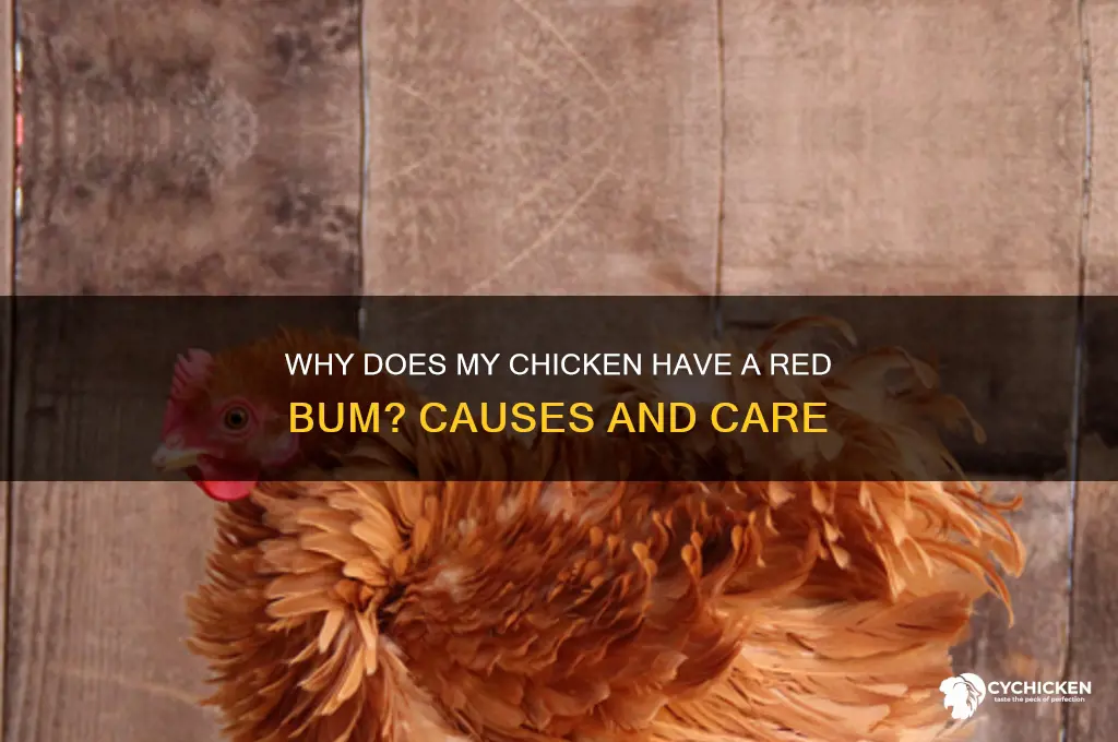 Why Does My Chicken Have A Red Bum? Causes And Care | CyChicken