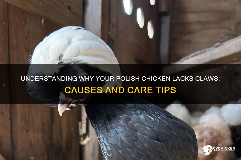 Understanding Why Your Polish Chicken Lacks Claws: Causes And Care Tips ...