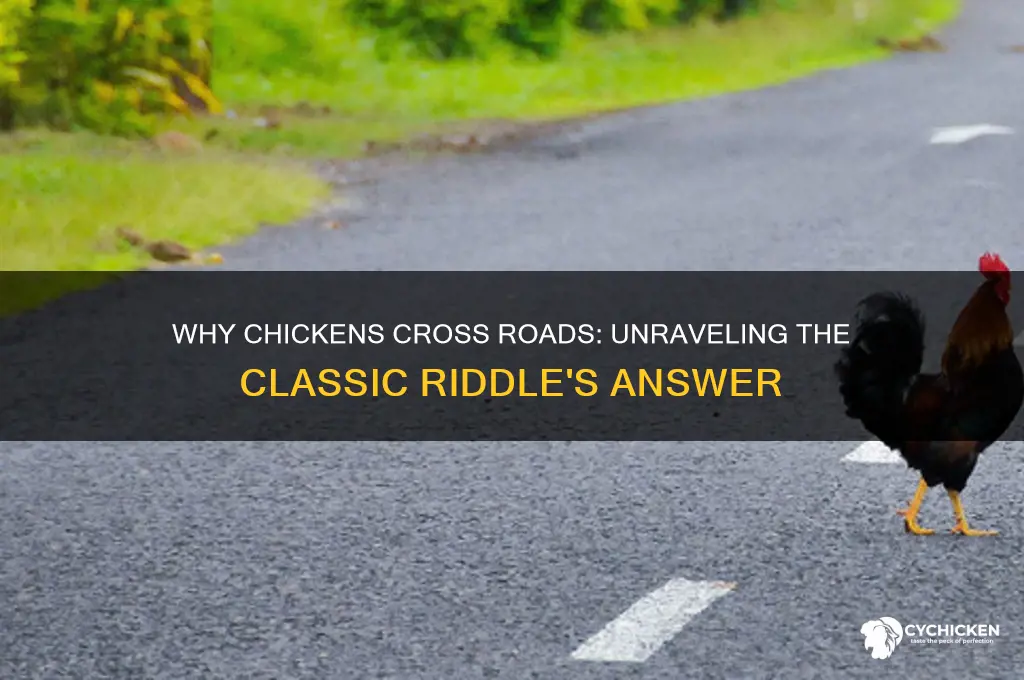 Why Chickens Cross Roads: Unraveling The Classic Riddle's Answer ...