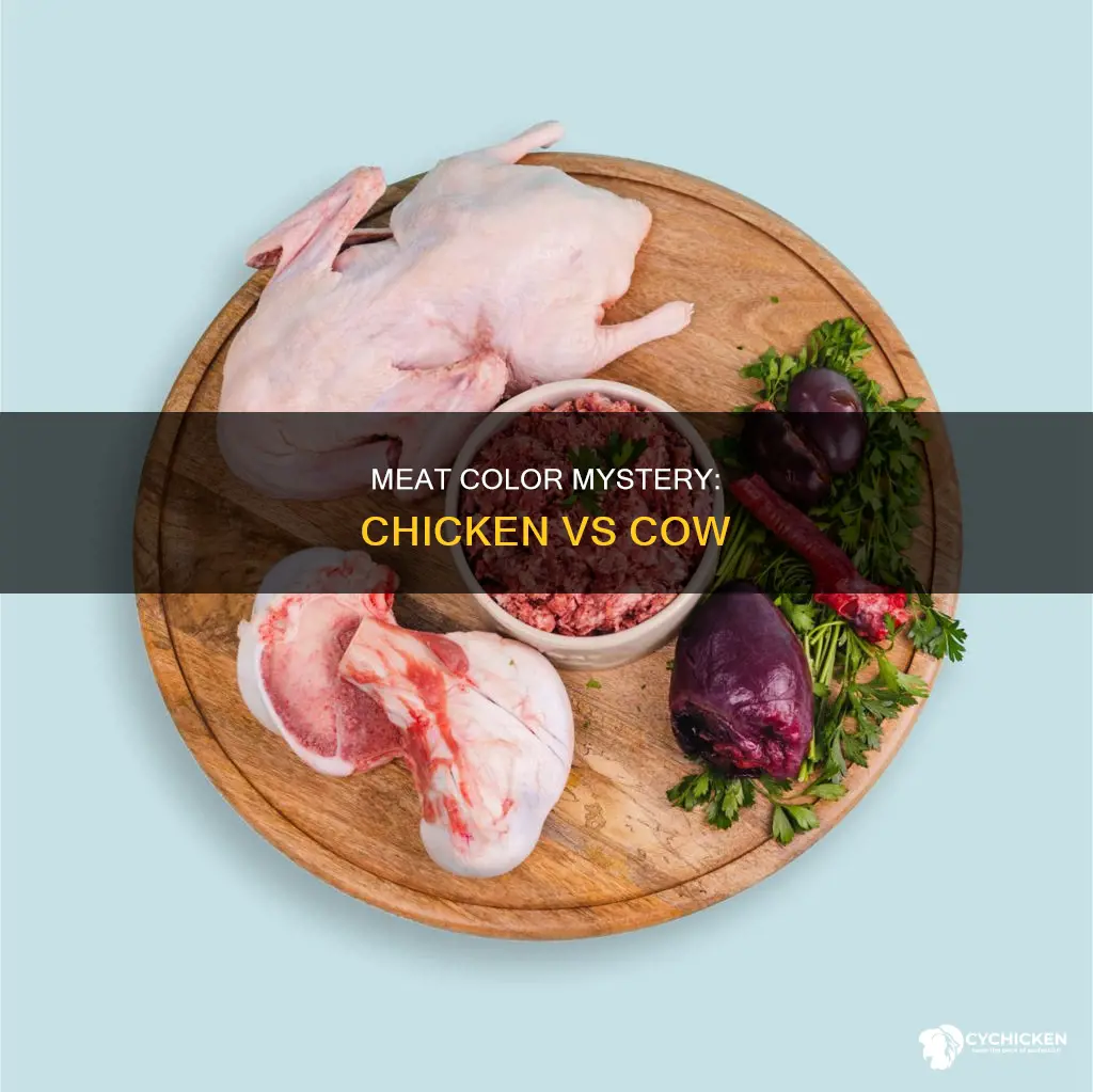 Meat Color Mystery: Chicken Vs Cow | CyChicken