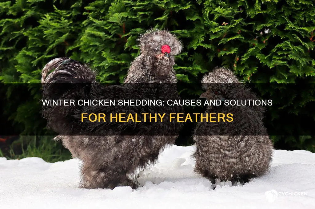 Winter Chicken Shedding: Causes And Solutions For Healthy Feathers ...