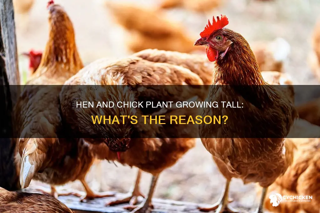 Hen And Chick Plant Growing Tall: What's The Reason? | CyChicken