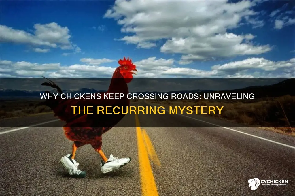 Why Chickens Keep Crossing Roads: Unraveling The Recurring Mystery ...