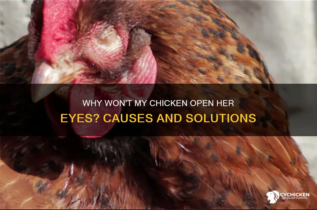 Why Won't My Chicken Open Her Eyes? Causes And Solutions | CyChicken