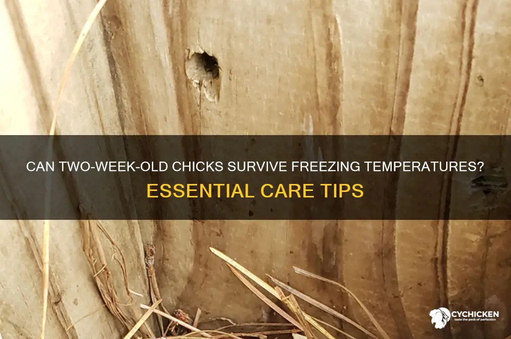 Can Two-Week-Old Chicks Survive Freezing Temperatures? Essential Care ...