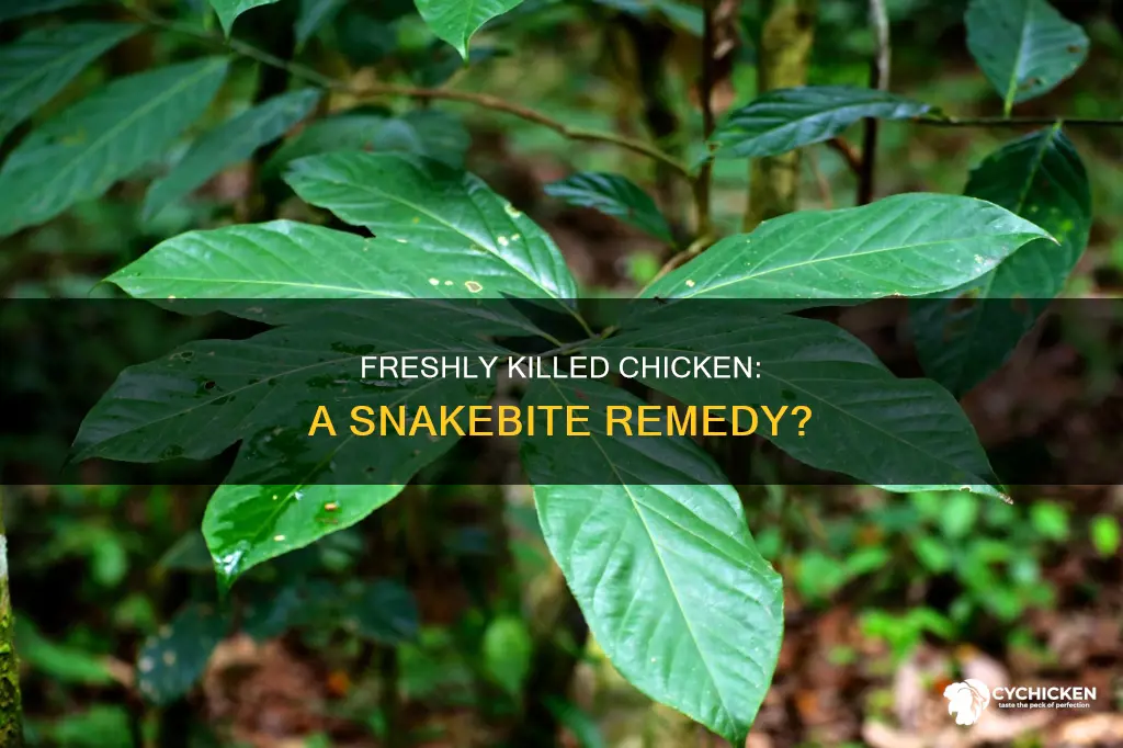Freshly Killed Chicken: A Snakebite Remedy? | CyChicken