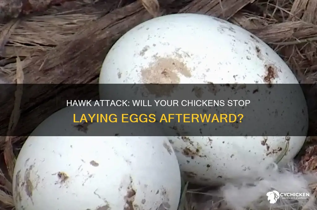 Hawk Attack: Will Your Chickens Stop Laying Eggs Afterward? | CyChicken