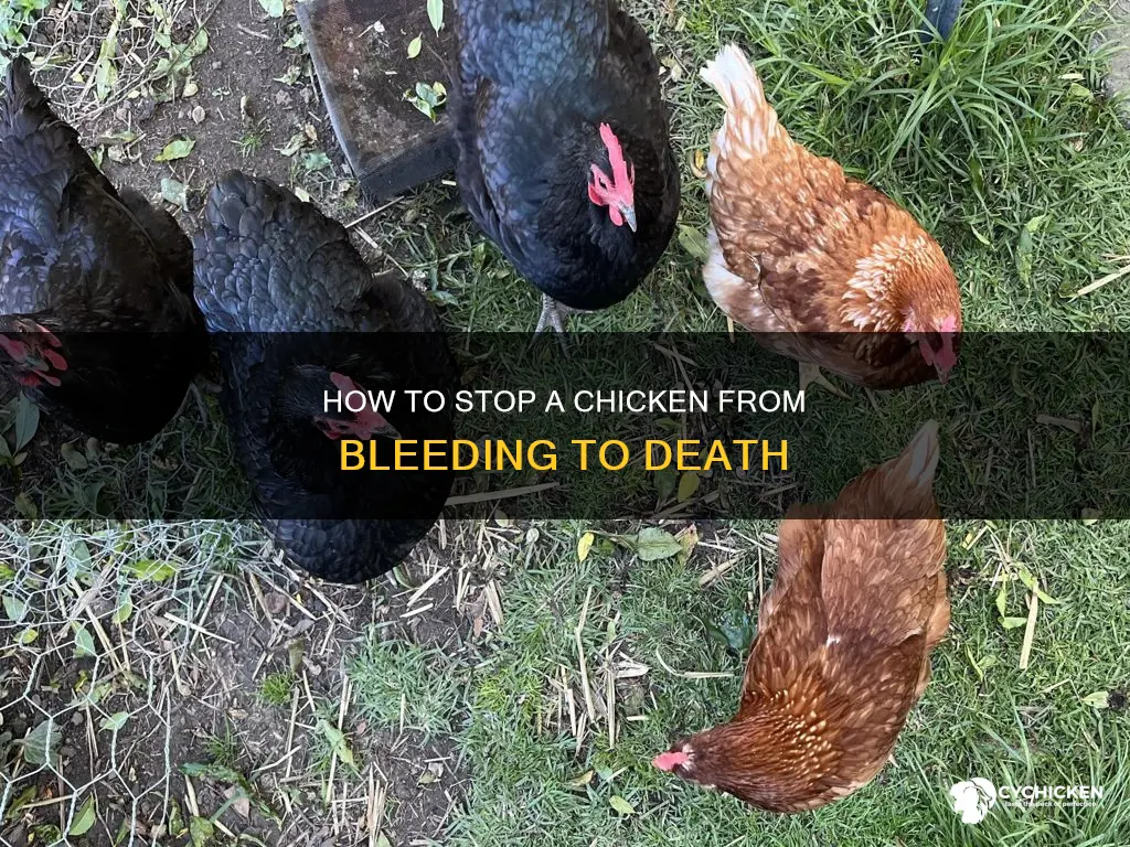 How To Stop A Chicken From Bleeding To Death | CyChicken
